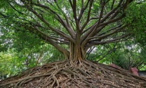 National Tree of India - Culturopedia